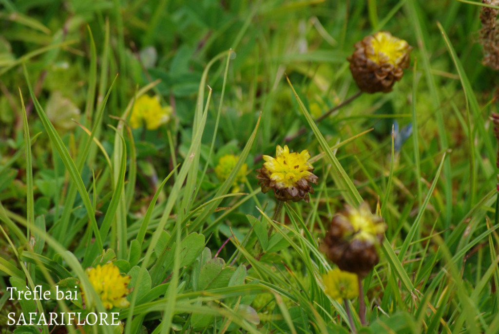 Trifolium-badium (Medium) | L'herbier des Volcans