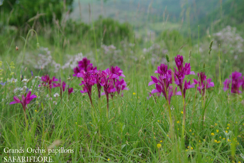 Les perles des Causses : orchidées rares en Aveyron | L'herbier des Volcans