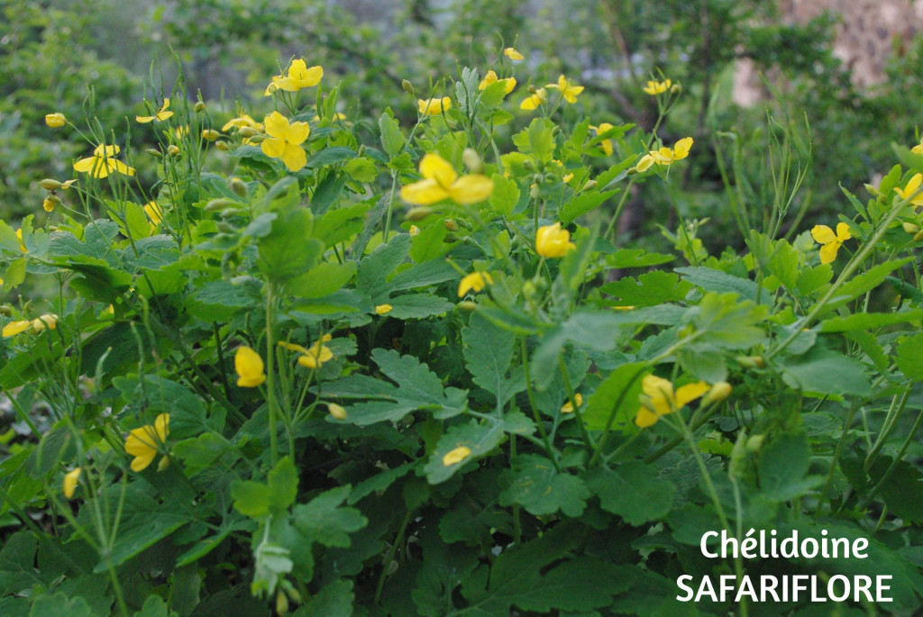 La chélidoine (Chelidonium majus) | L'herbier des Volcans