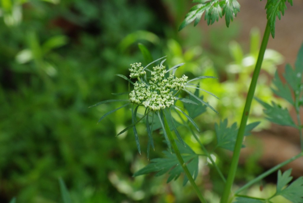 La petite cigüe – Apiacées | L'herbier des Volcans