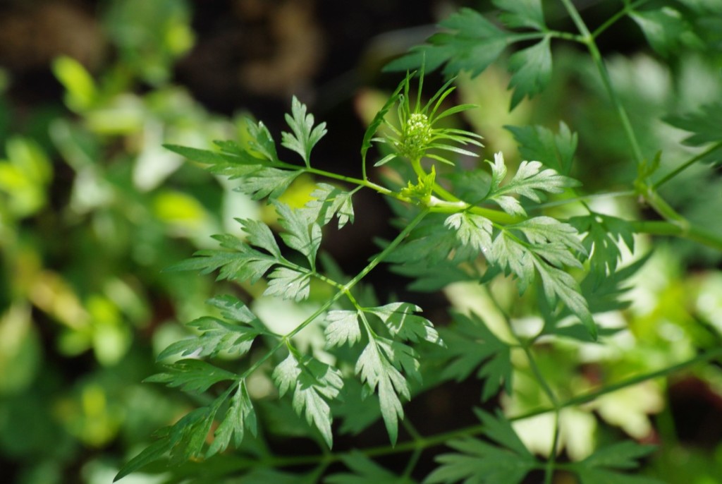 La petite cigüe – Apiacées | L'herbier des Volcans