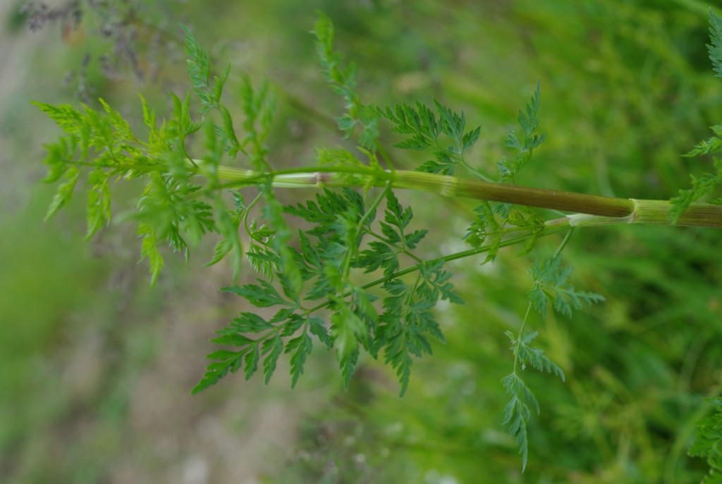 La grande cigüe – Apiacées | L'herbier des Volcans