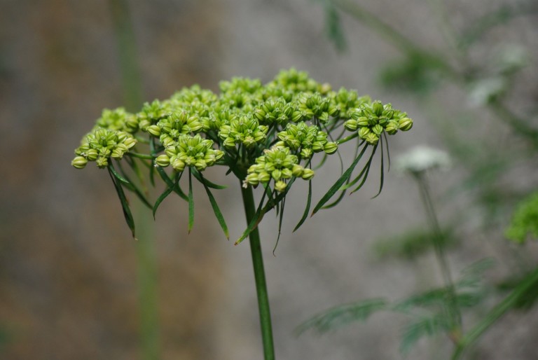 La petite cigüe – Apiacées | L'herbier des Volcans