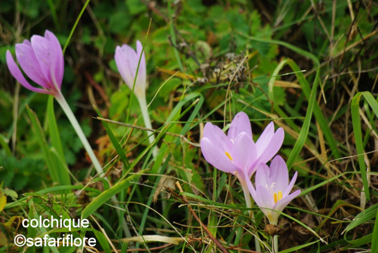 Colchique | L'herbier des Volcans